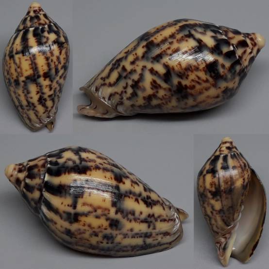 shellauction.net :: Cymbiola flavicans - 3850473