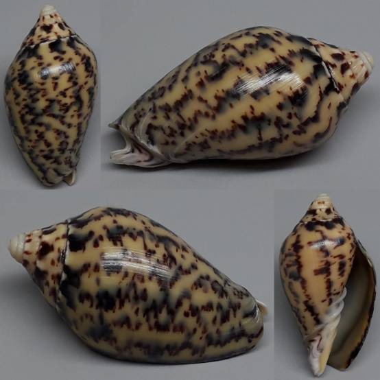 shellauction.net :: Cymbiola flavicans - 3850475