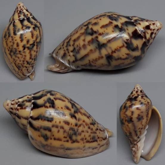 shellauction.net :: Cymbiola flavicans - 3850477