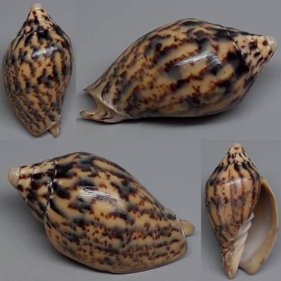 shellauction.net :: Cymbiola flavicans - 3850478