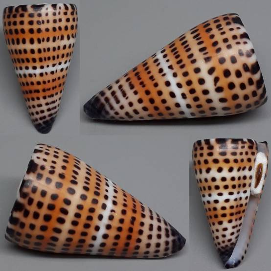shellauction.net :: Conus litteratus - 3850518