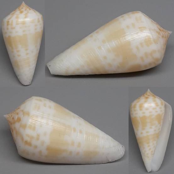 shellauction.net :: Conus lynceus - 3850525