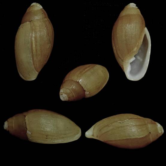shellauction.net :: Ellobium tornatelliforme - 3850556