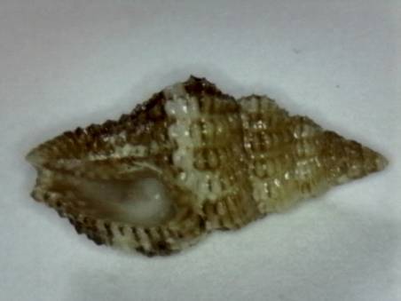 shellauction.net :: Engina species - 3850936