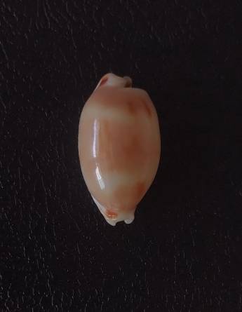 shellauction.net :: Bistolida hirundo francisca - 3850937