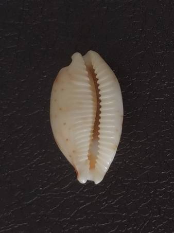 shellauction.net :: Bistolida hirundo francisca - 3850937