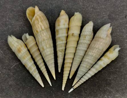 shellauction.net :: Terebra sp. - 3850941