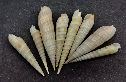 shellauction.net :: Terebra sp. - 3850941