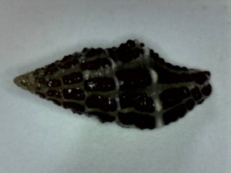 shellauction.net :: Engina species - 3850950