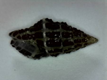 shellauction.net :: Engina species - 3850950