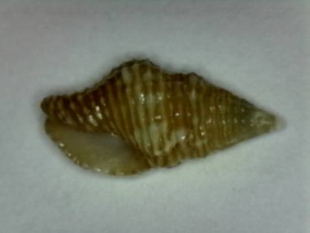 shellauction.net :: Engina species - 3850955