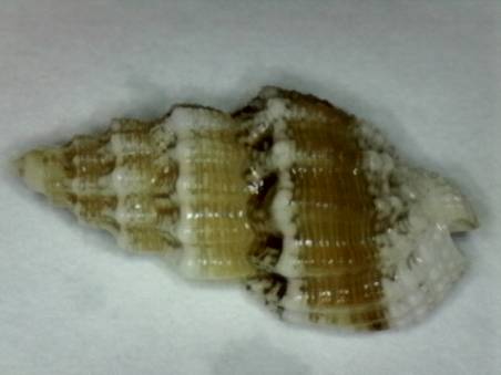 shellauction.net :: Phos species - 3850970