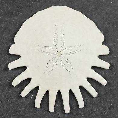 shellauction.net :: Heliophora orbiculus - 3850996