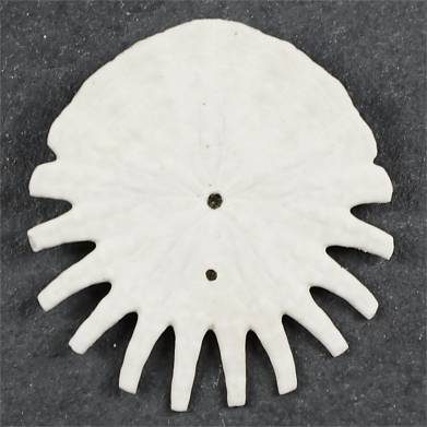 shellauction.net :: Heliophora orbiculus - 3850996
