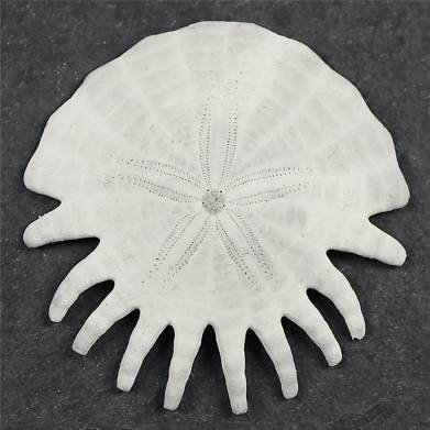 shellauction.net :: Heliophora orbiculus - 3850997