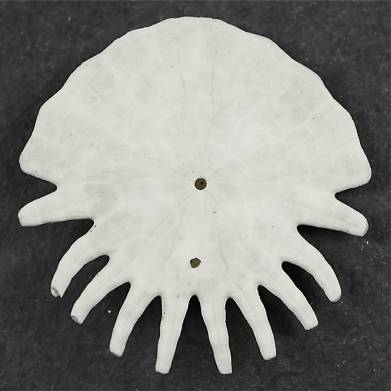 shellauction.net :: Heliophora orbiculus - 3850997