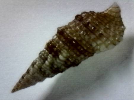shellauction.net :: Cerithium species - 3851097