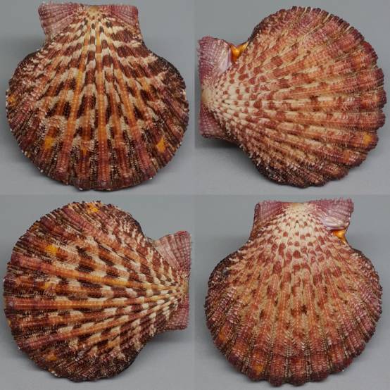 shellauction.net :: Gloripallium pallium - 3851221