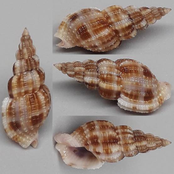 shellauction.net :: Phos roseatus - 3851239