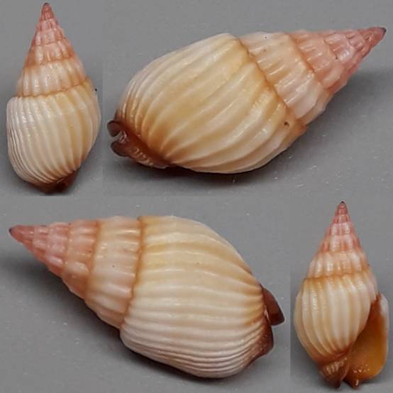 shellauction.net :: Nassarius sp. - 3851352
