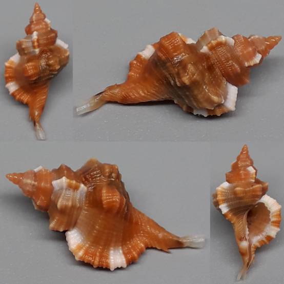 shellauction.net :: Cymatium vespaceum - 3851387