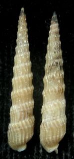 shellauction.net :: Terebra species - 3851536