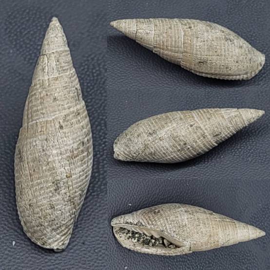 shellauction.net :: Mitra sp. - 3851649