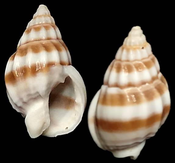 shellauction.net :: Nassarius jacksonianus - 3851816