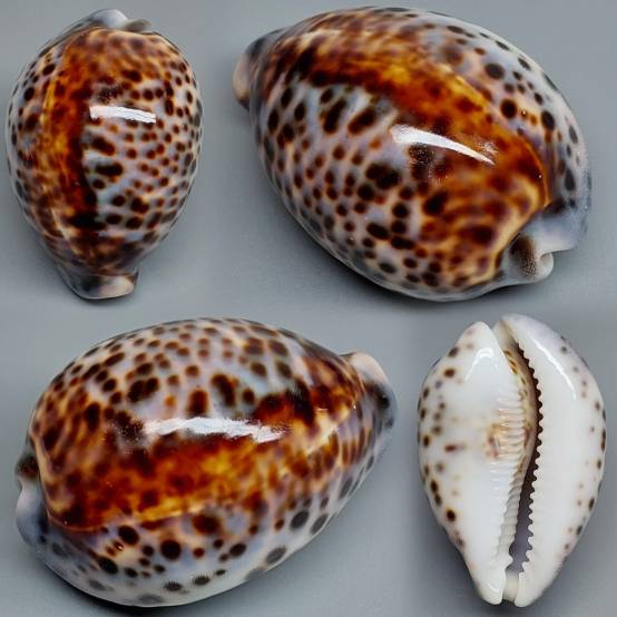 shellauction.net :: Cypraea tigris - 3851874