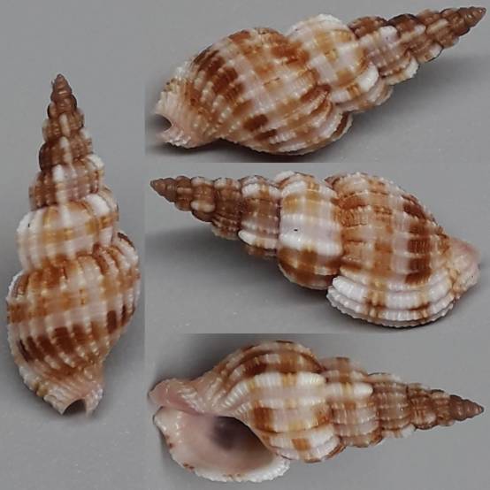 shellauction.net :: Phos roseatus - 3852120
