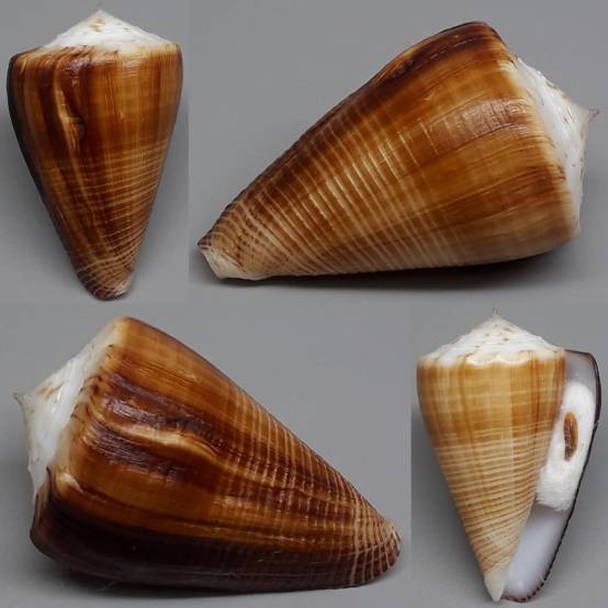 shellauction.net :: Conus bocki - 3852210