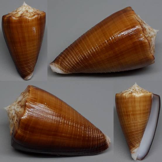 shellauction.net :: Conus bocki - 3852240