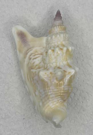 shellauction.net :: Euprotomus vomer sp. - 3852426