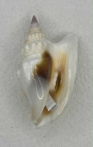 shellauction.net :: Euprotomus vomer sp. - 3852426