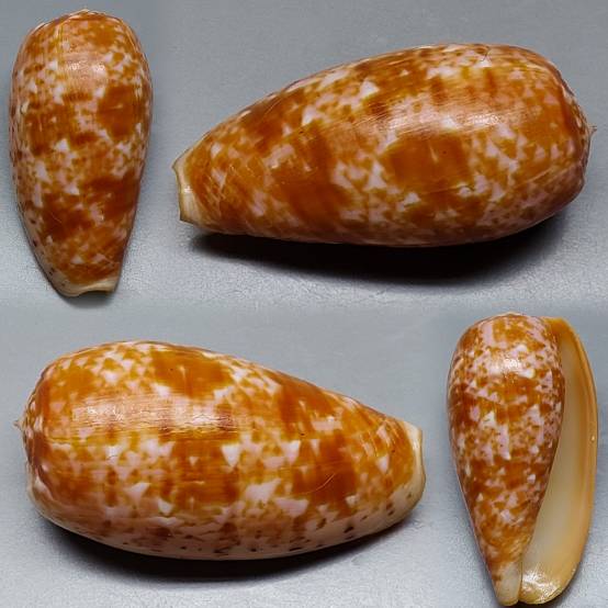 shellauction.net :: Conus bullatus - 3852584