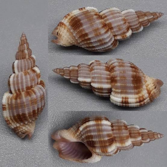 shellauction.net :: Phos roseatus - 3852703