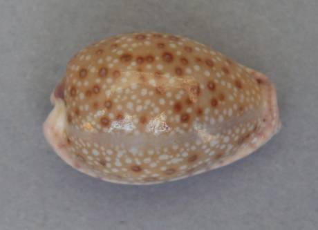 shellauction.net :: Naria marginalis - 3852711