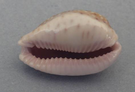 shellauction.net :: Naria marginalis - 3852711