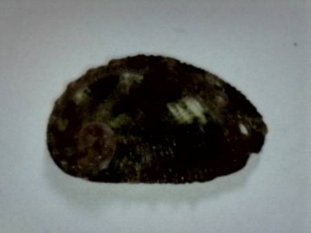 shellauction.net :: Haliotis species - 3852726