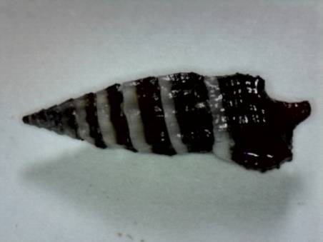 shellauction.net :: Cerithium species - 3852774