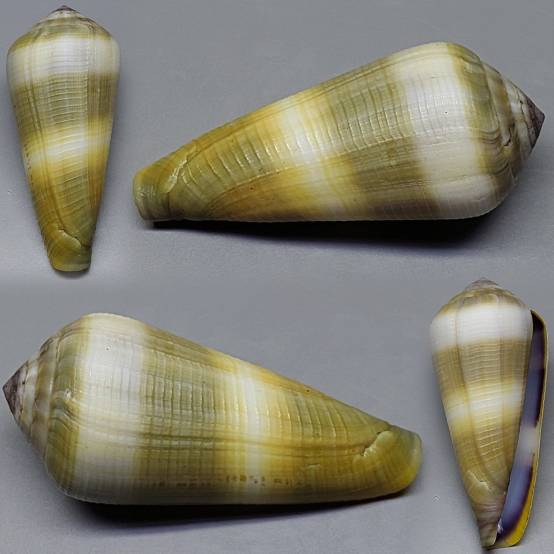 shellauction.net :: Conus terebra - 3853557