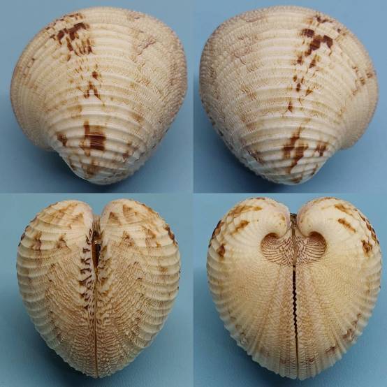 shellauction.net :: Globivenus toreuma - 3853699