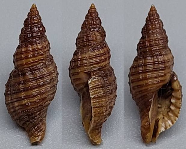 shellauction.net :: Sinetectula nigricostata - 3853881