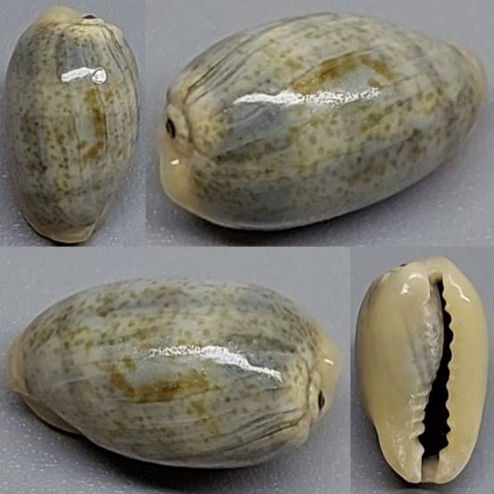 shellauction.net :: Erronea errones - 3853924