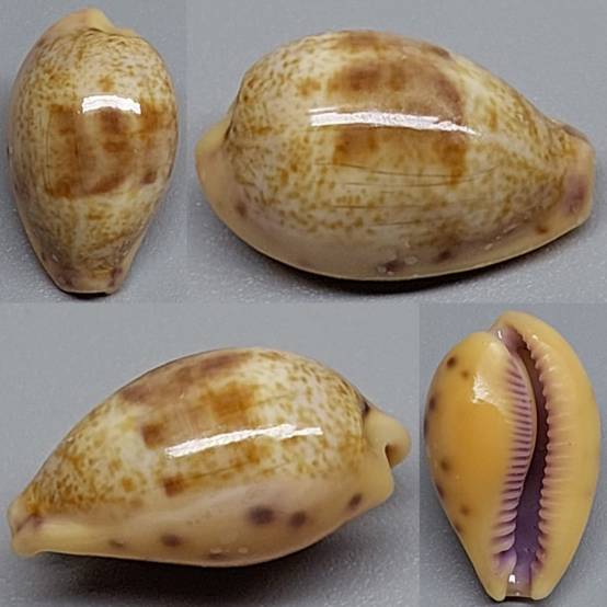 shellauction.net :: Contradusta walkeri - 3853939