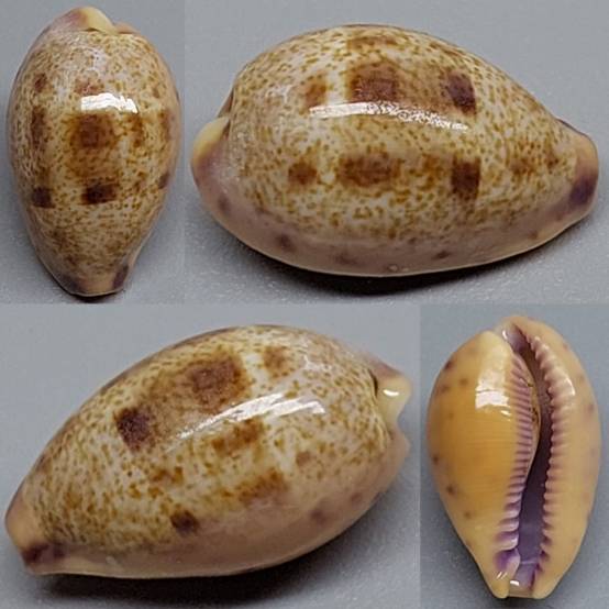 shellauction.net :: Contradusta walkeri - 3853940