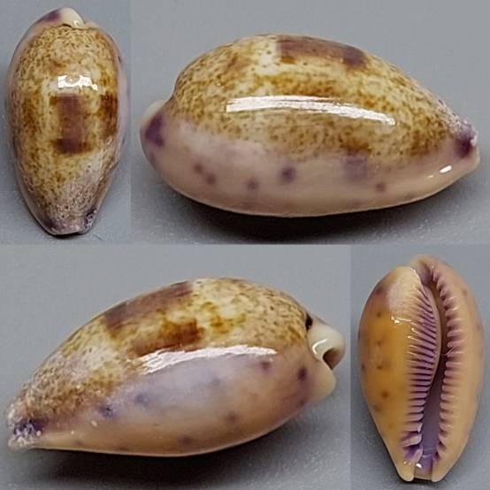shellauction.net :: Contradusta walkeri - 3853941