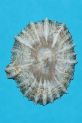 shellauction.net :: Siphonaria denticulata - 3854008