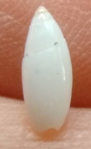 shellauction.net :: Olivella sp. - 3854031