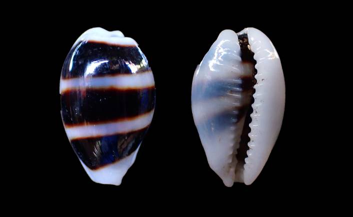 shellauction.net :: Cyprea asellus - 3854602